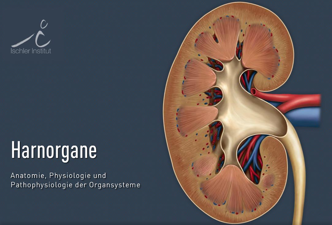 Englische Version der Lernmodule – Ischler Institut
